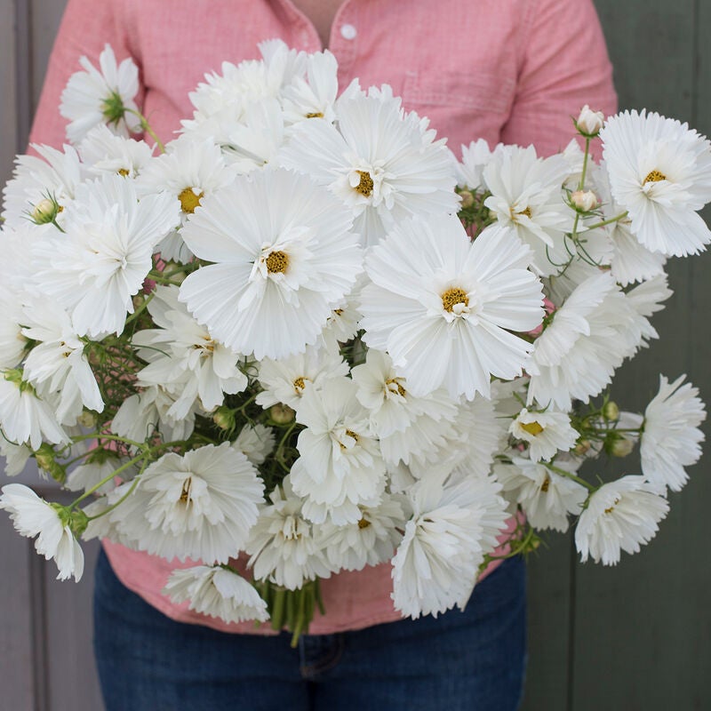 Cosmos blanc (paquet de 6) | Les Jardins de Cap-aux-Oies